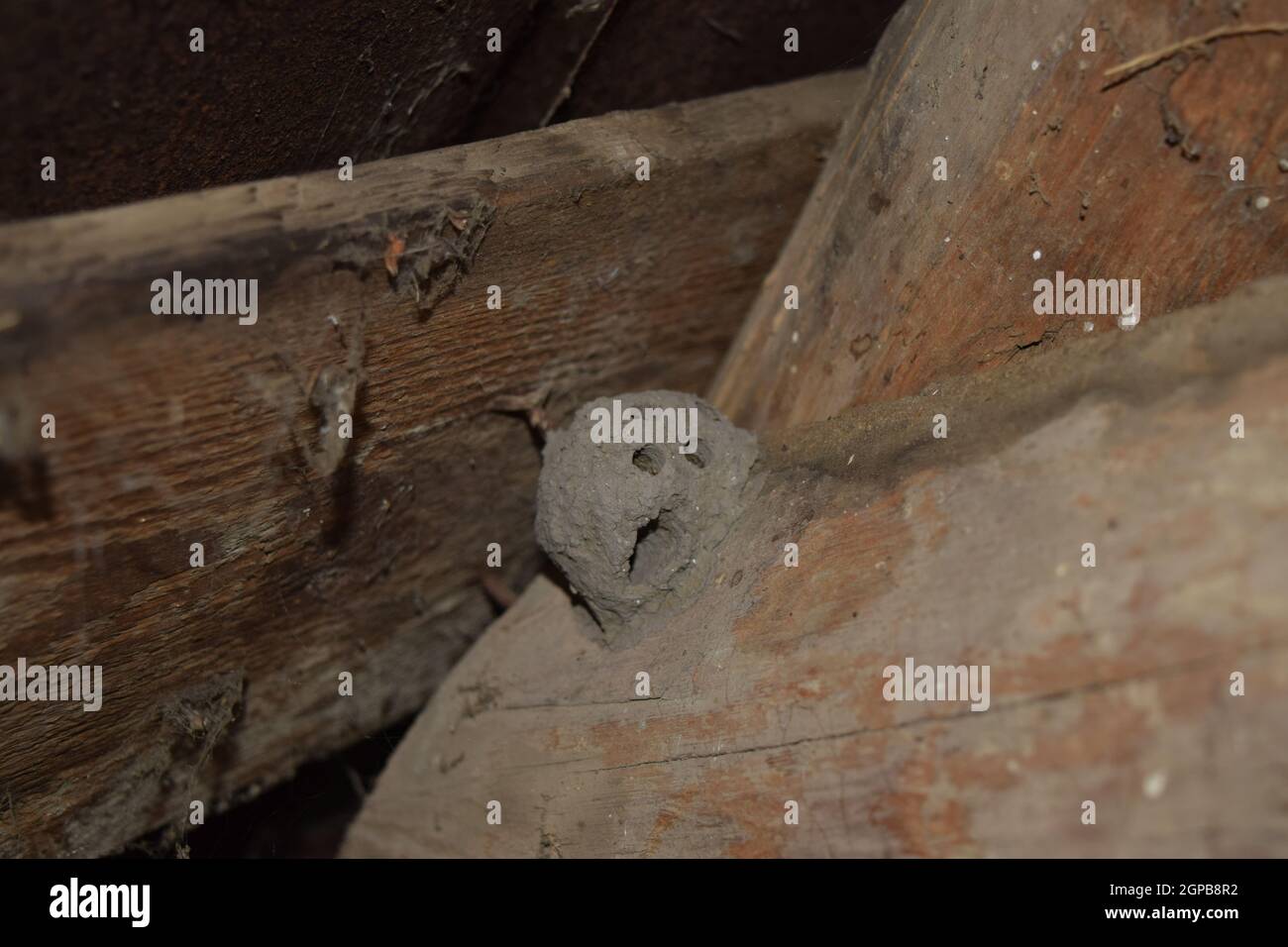 Clay nest of wasps. Nest with holes to exit the larvae. The earth's ...