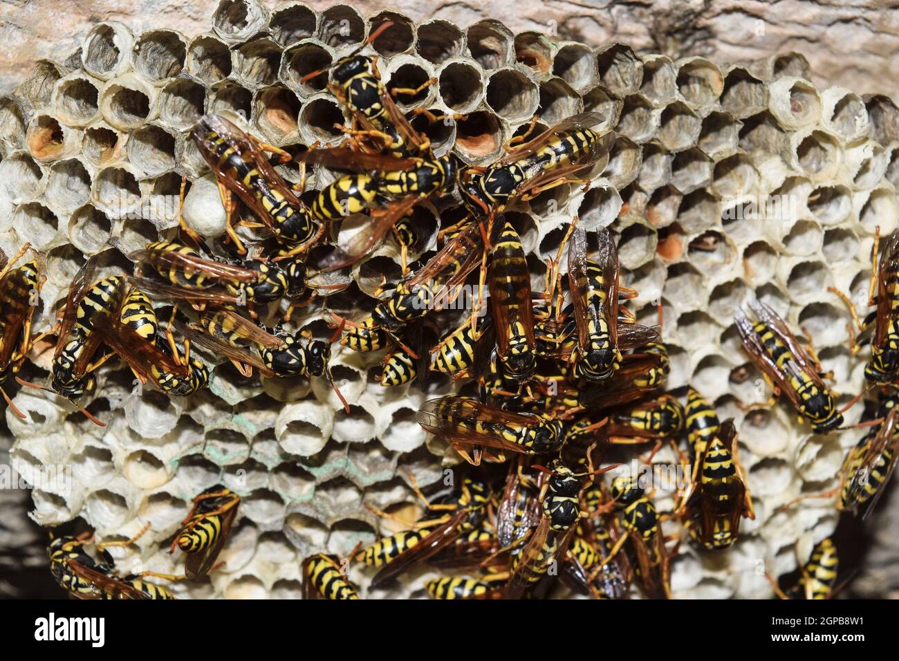 Wasp nest with wasps sitting on it. Wasps polist. The nest of a family ...