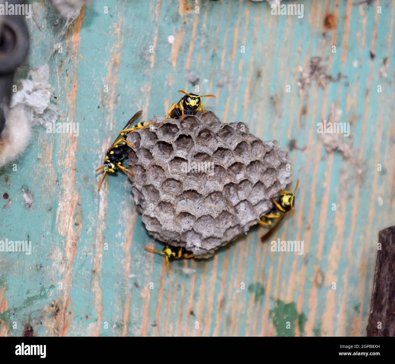 Nest of wasps in the old electrical switchboard. Wasp polist Stock ...