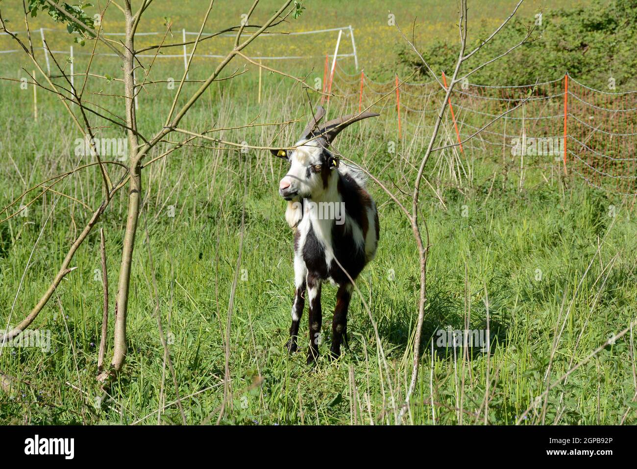 Goat stands hi-res stock photography and images - Alamy