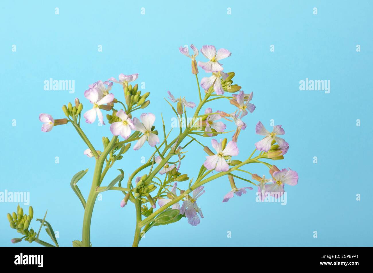 Use of fertilizer in mustard crop hi-res stock photography and images ...