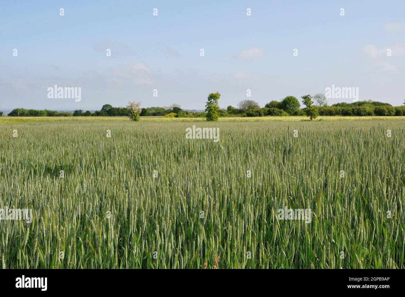 Wheat field at spring in Brittany Stock Photo - Alamy