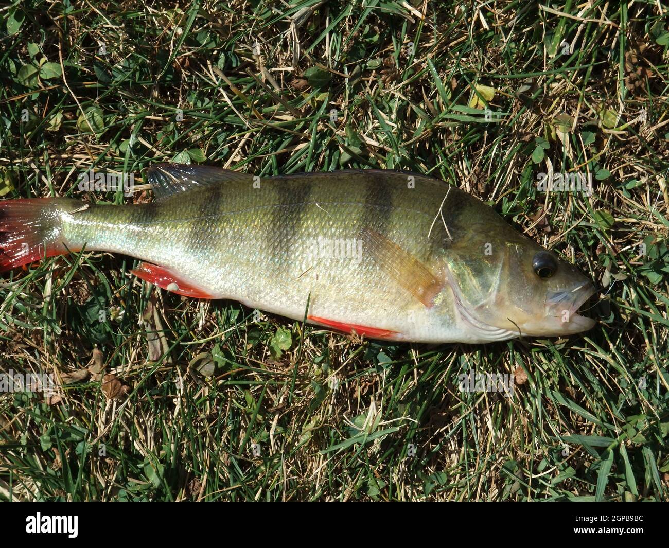 Newly caught perch lying on the grass Stock Photo - Alamy