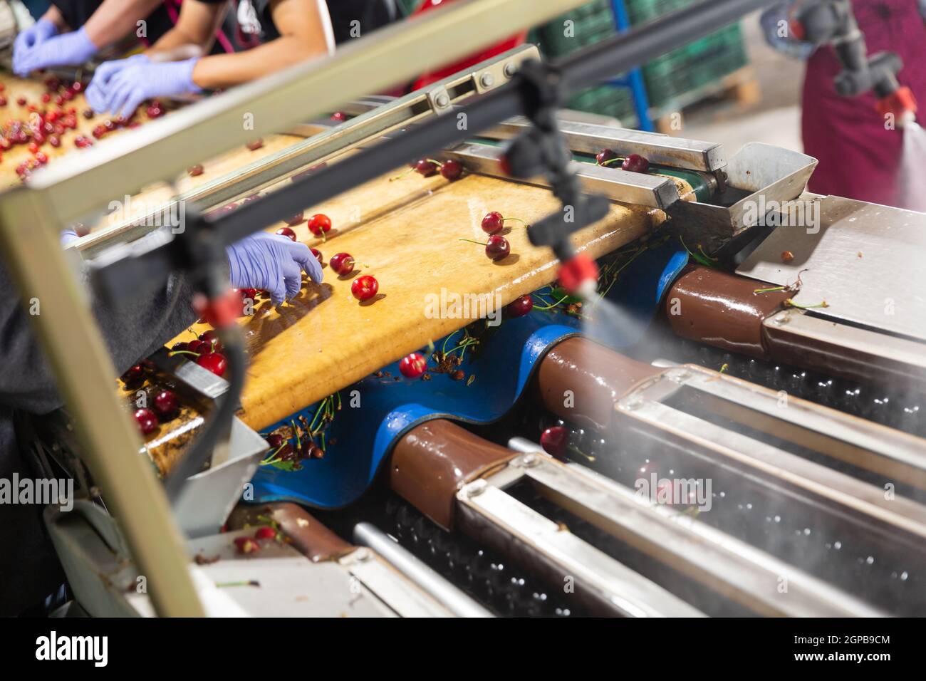 Sorting of cherries Stock Photo - Alamy