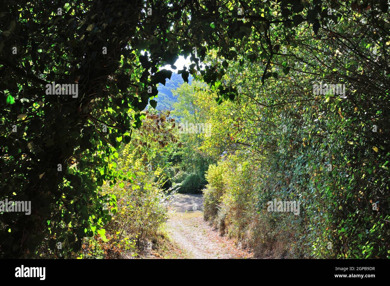 Path under a canopy of foliage Stock Photo - Alamy