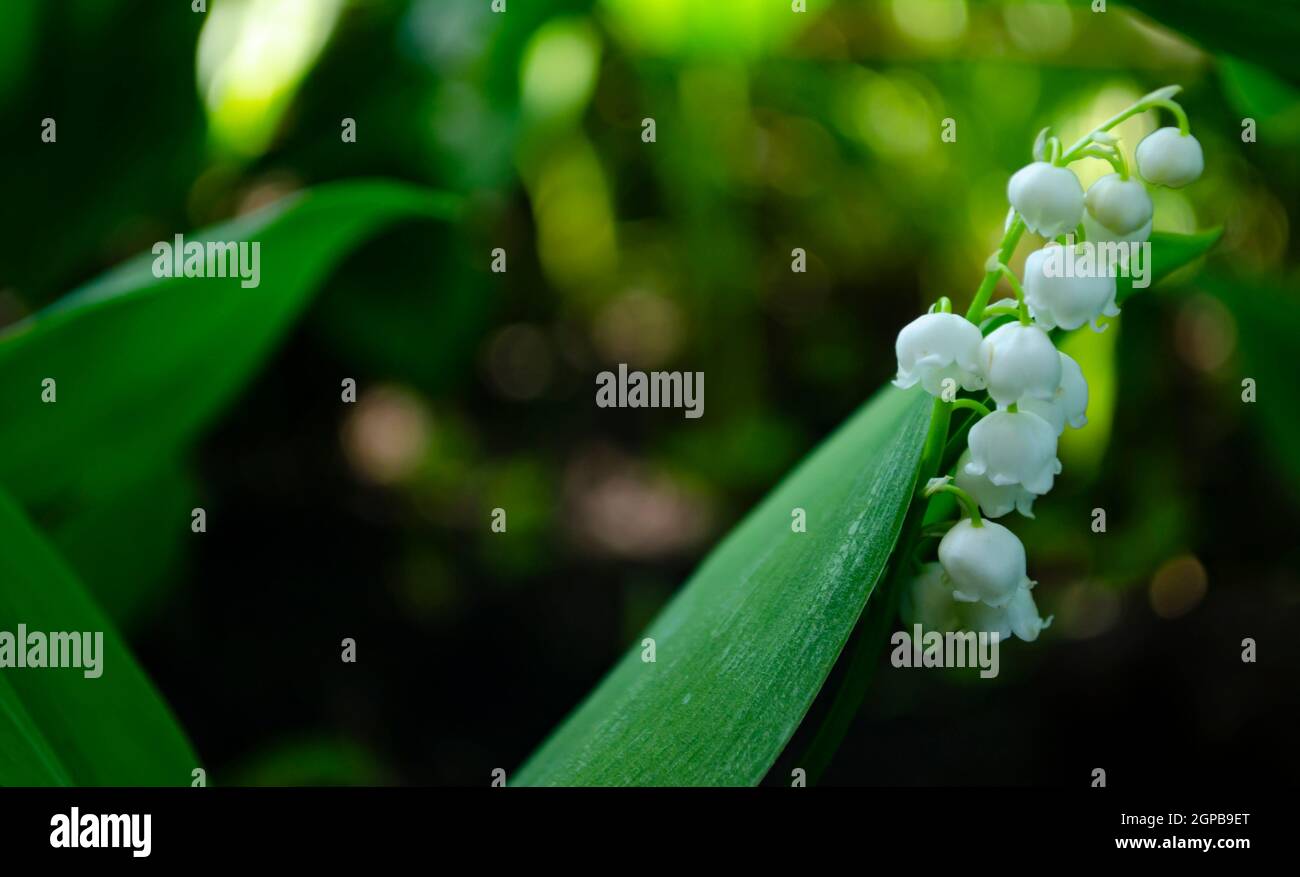 Flower Spring Sun White Green Background May lily of the valley, white ...