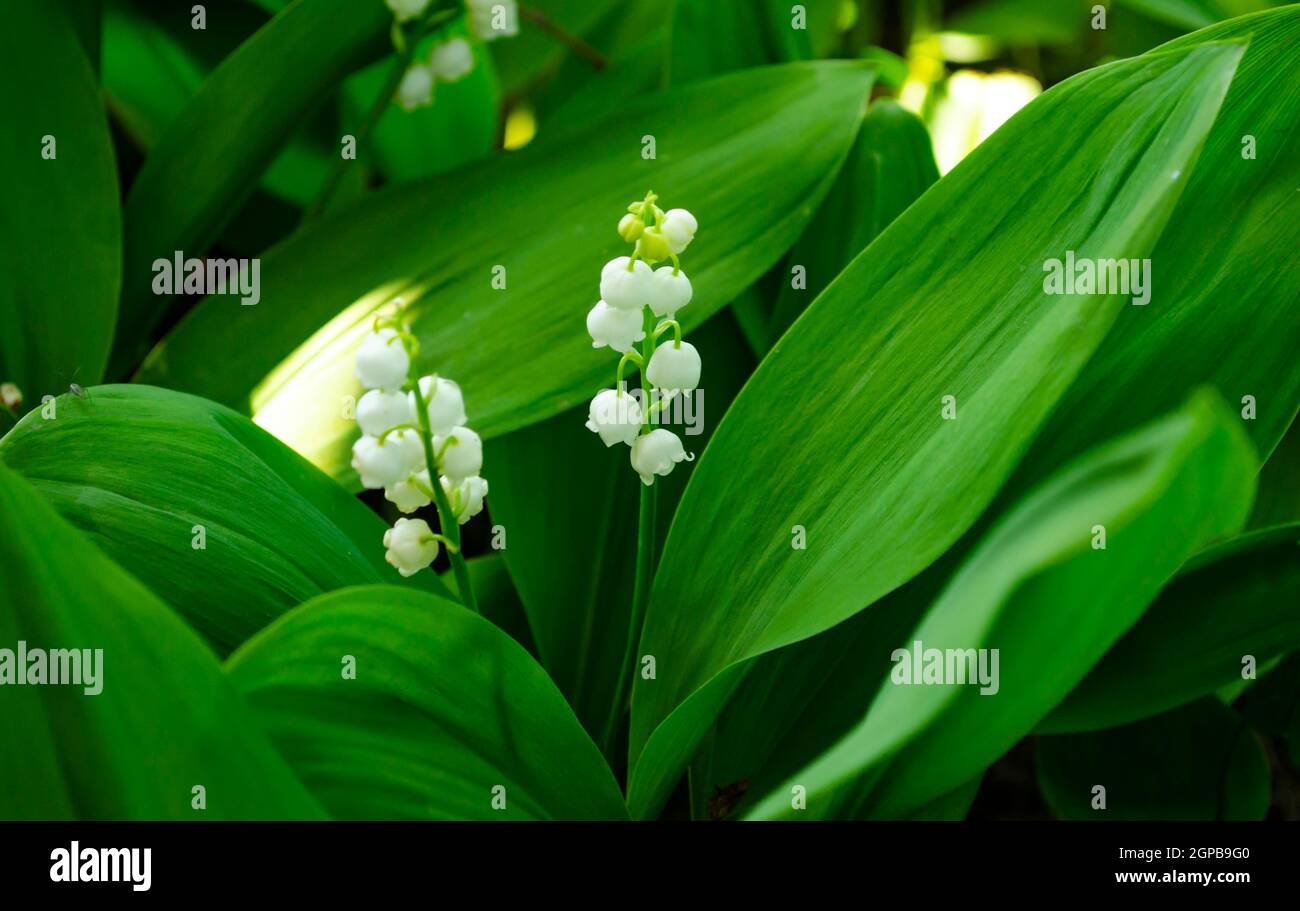 Flower Spring Sun White Green Background May lily of the valley, white ...