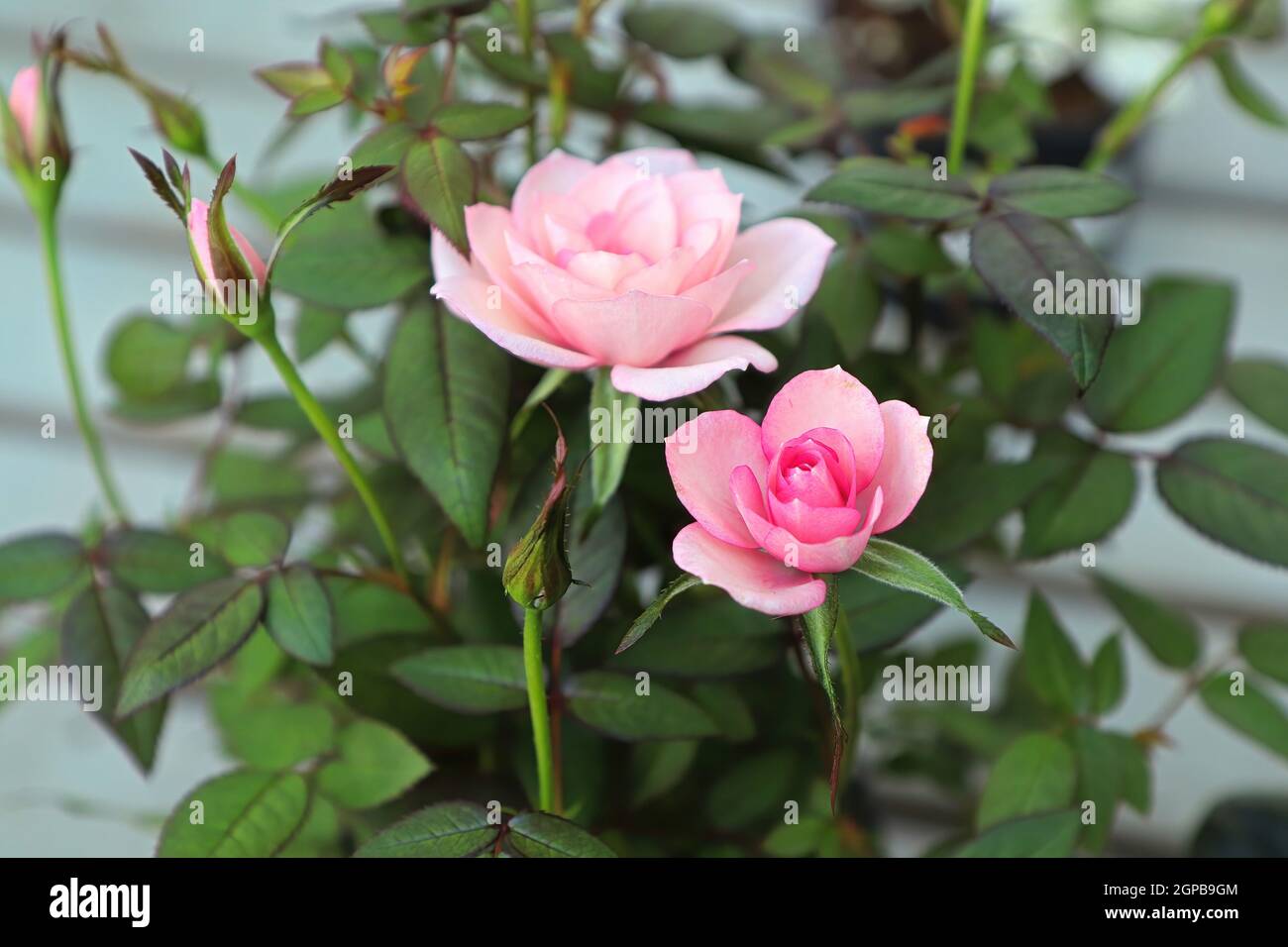 Miniature in romance of the rose hi-res stock photography and images ...