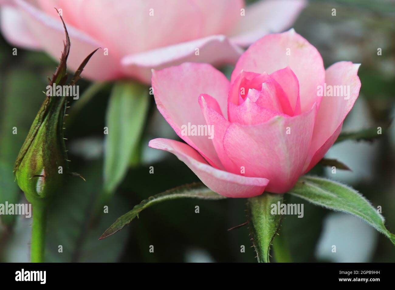 Macro of mini pink roses in bloom Stock Photo - Alamy
