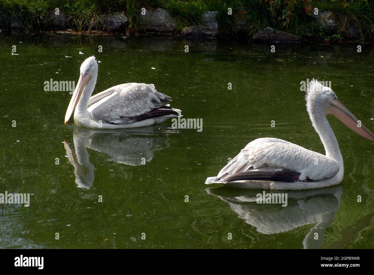 Large throat pouch bird hi-res stock photography and images - Alamy