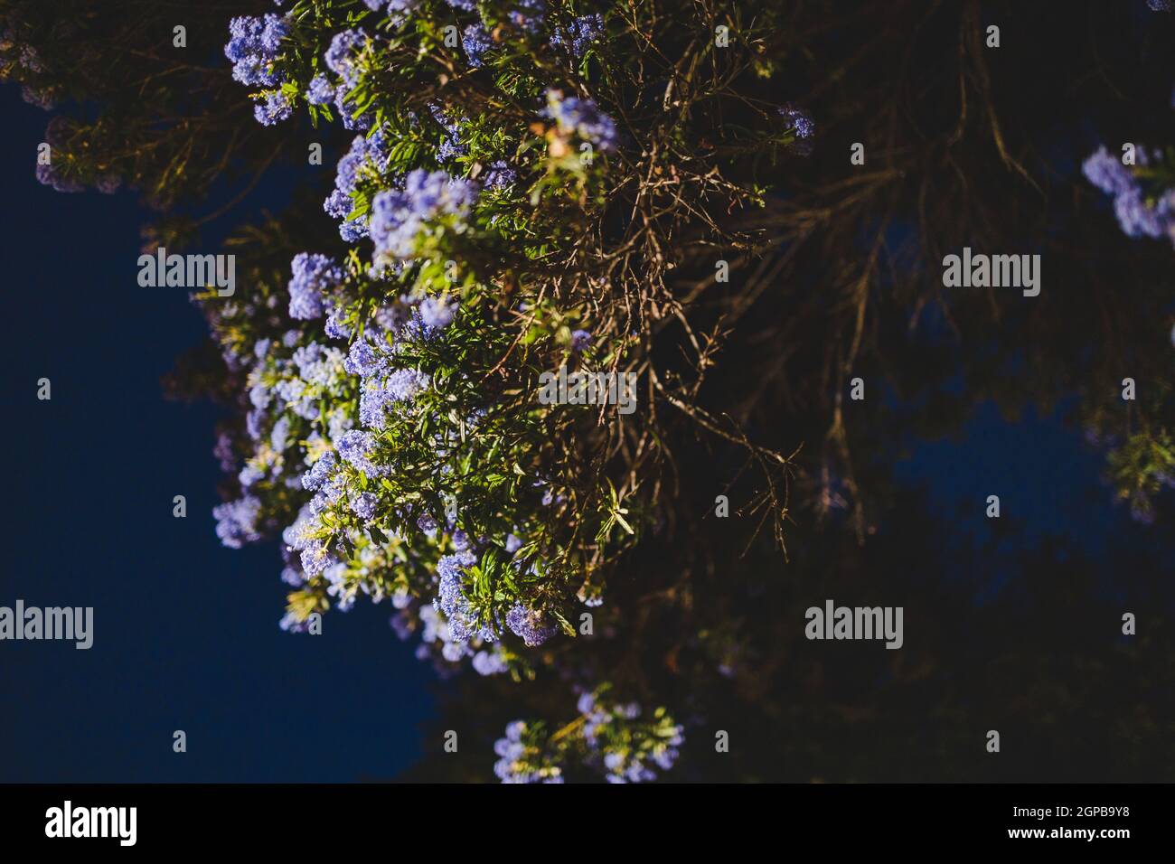 blue pacific "Ceanothus" tree with flowers in full bloom shot at night ...