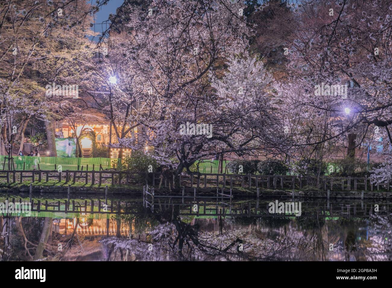 Cherry blossoms of Inokashira Park (Inokashira Park). Shooting Location ...