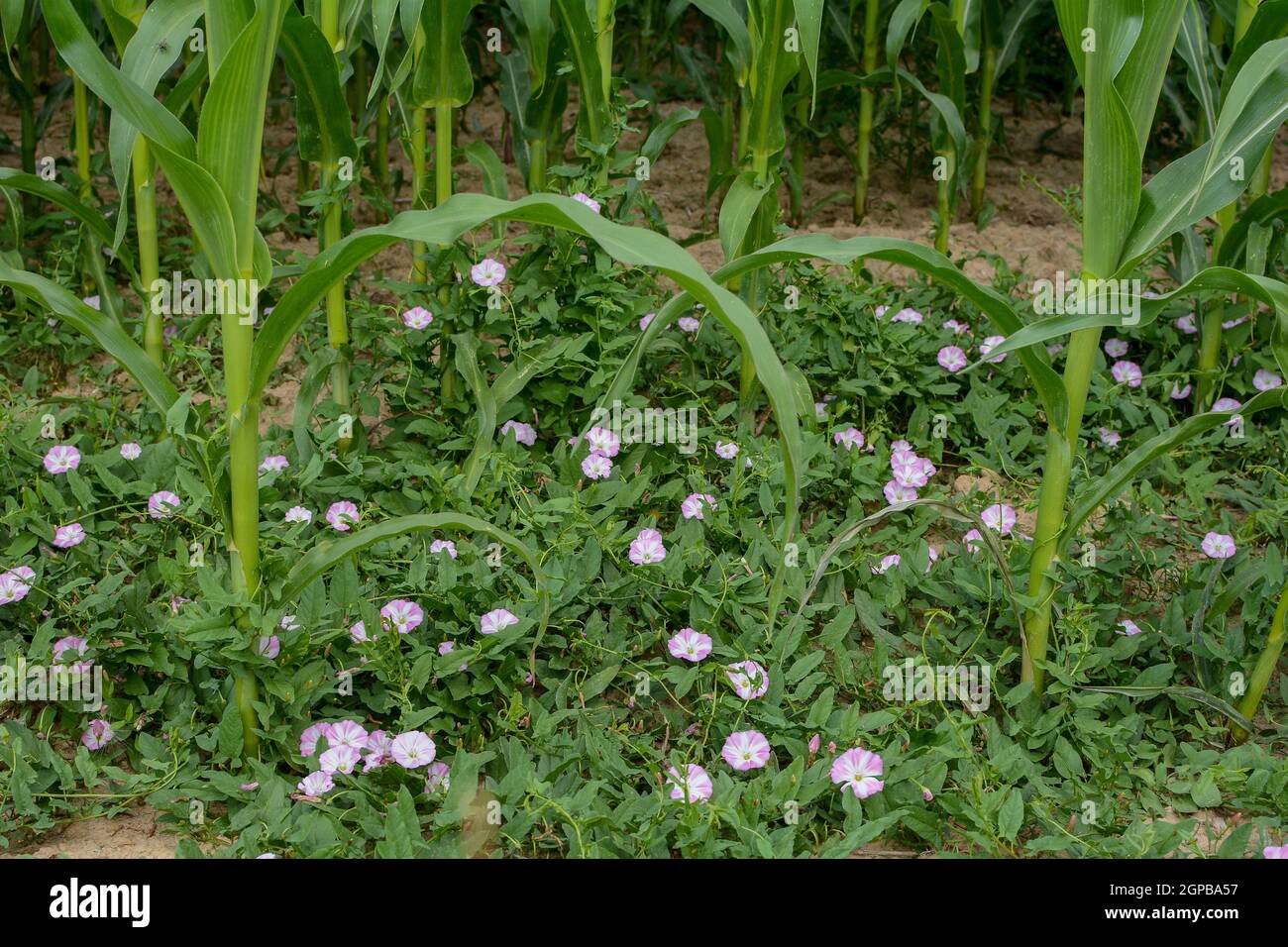Close up of a green corn field with bindweed weeds Stock Photo - Alamy