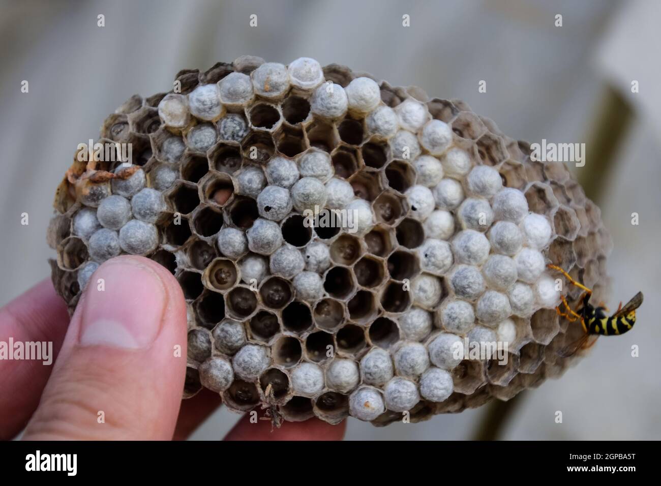Hornet's nest under the roof of the barn. Polist Wasps Nest Stock Photo ...