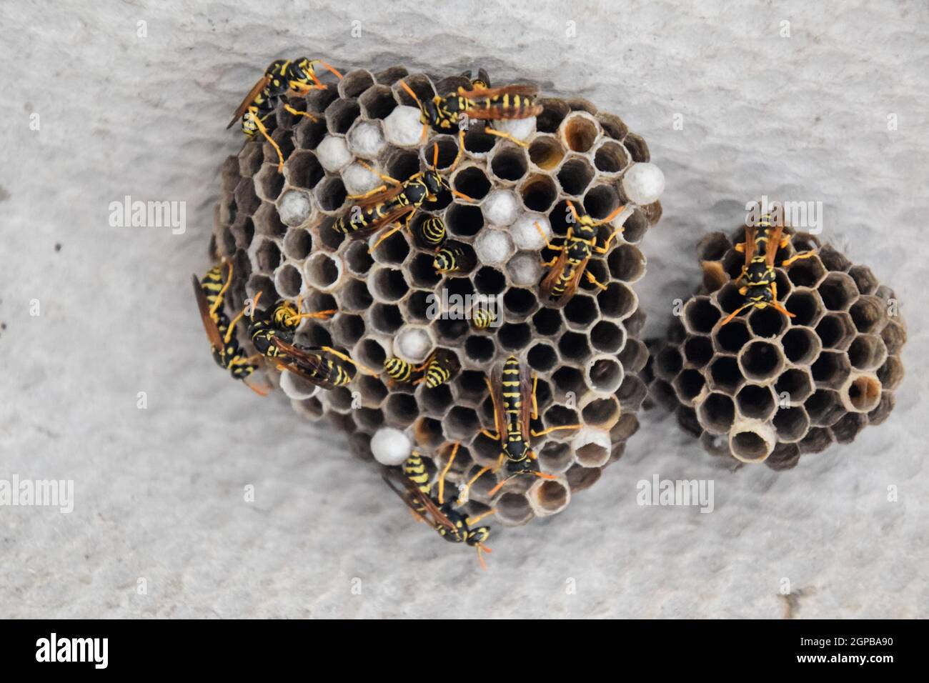 Hornet's nest under the roof of the barn. Polist Wasps Nest Stock Photo ...