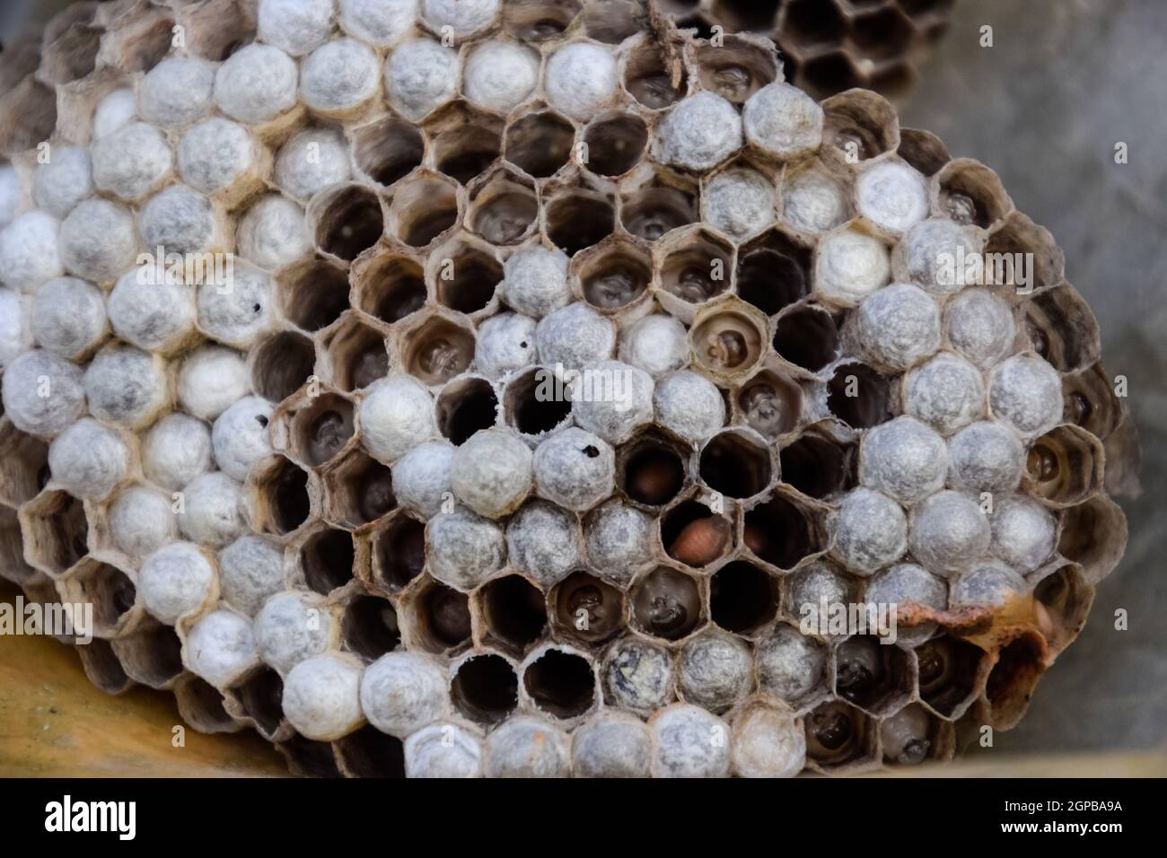 Hornet's nest under the roof of the barn. Polist Wasps Nest Stock Photo ...