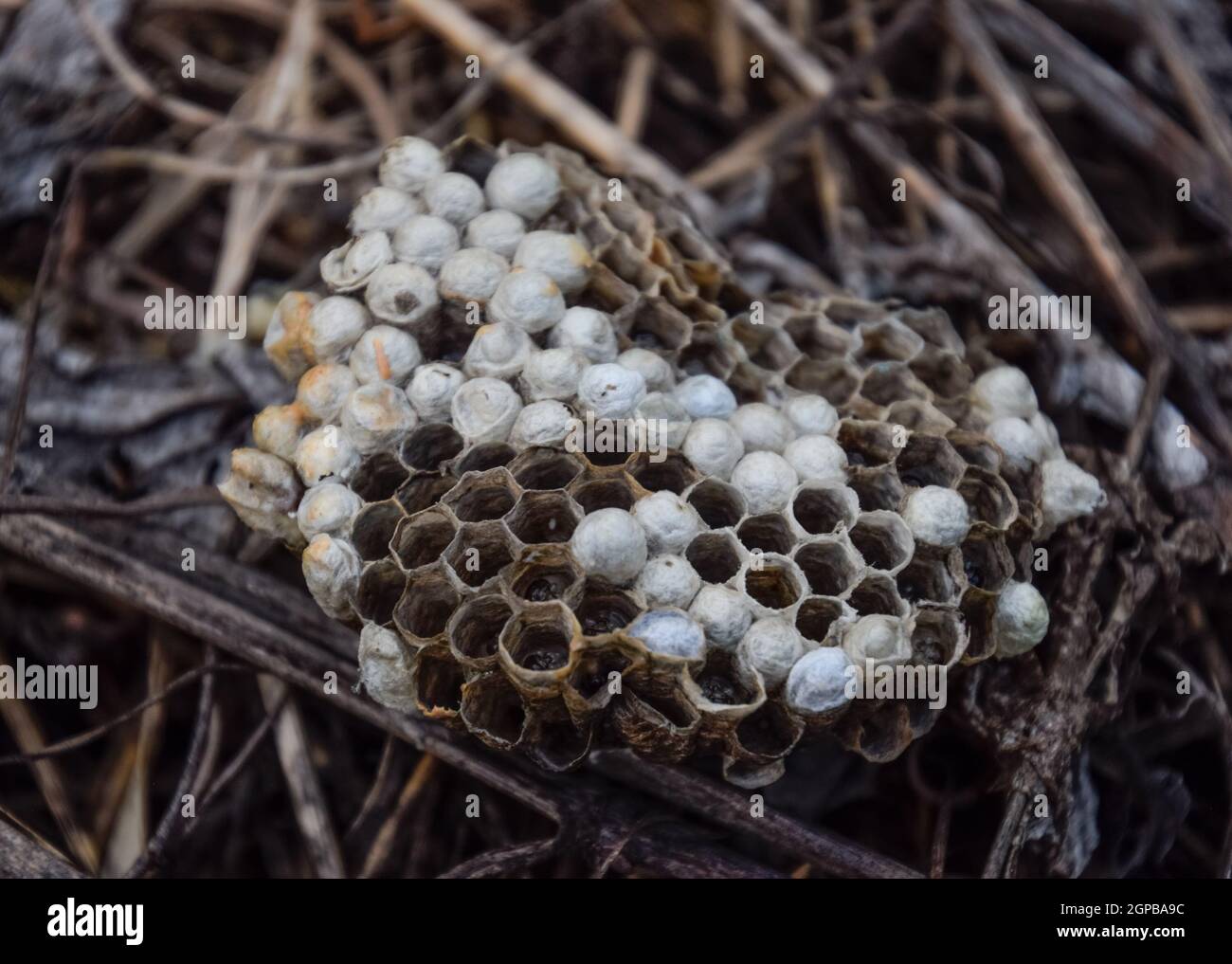 Hornet's nest under the roof of the barn. Polist Wasps Nest Stock Photo ...