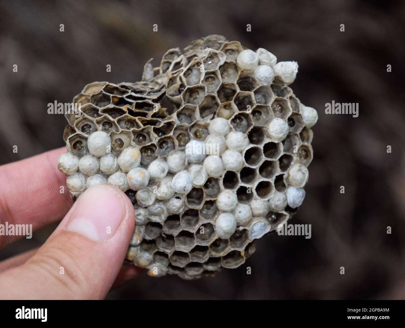 Hornet's nest under the roof of the barn. Polist Wasps Nest Stock Photo ...