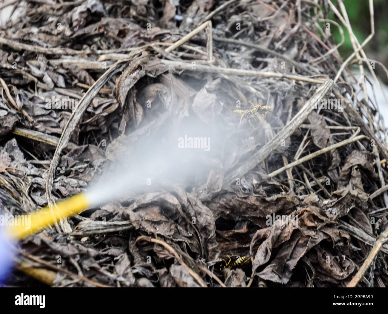 Hornet's nest under the roof of the barn. Polist Wasps Nest Stock Photo ...