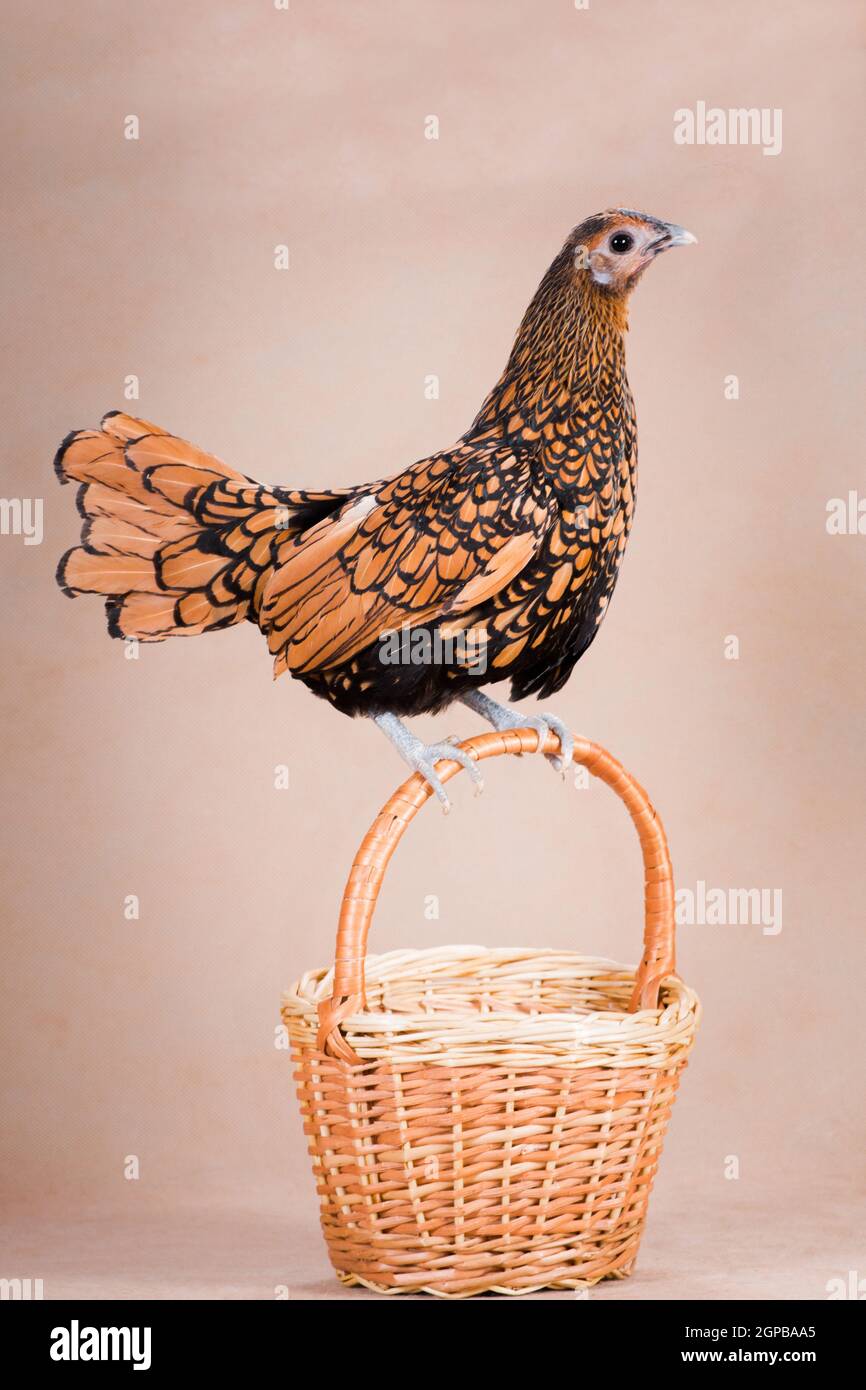 Golden sebright hi-res stock photography and images - Alamy