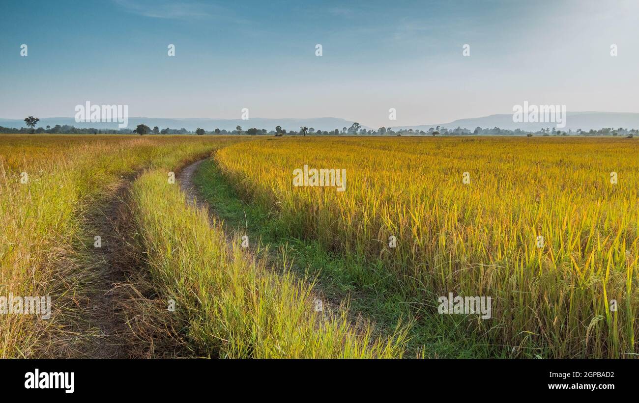 Panorama of beautiful rice field of the curve. Rice fields in green and ...