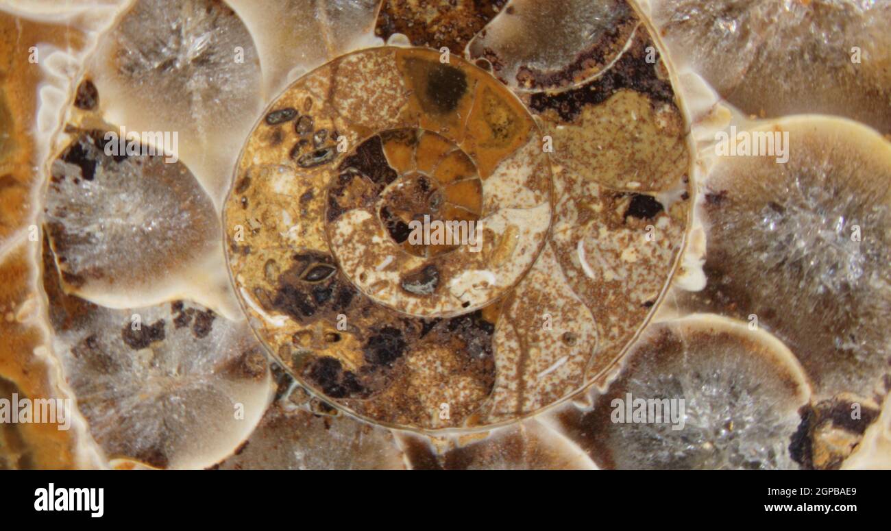 Petrification pyritized, 150 million years old, Bavaria Stock Photo - Alamy