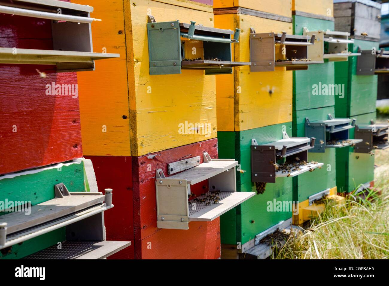 Beehive beehives in the apiary. Growing bees to get honey. Bee houses ...
