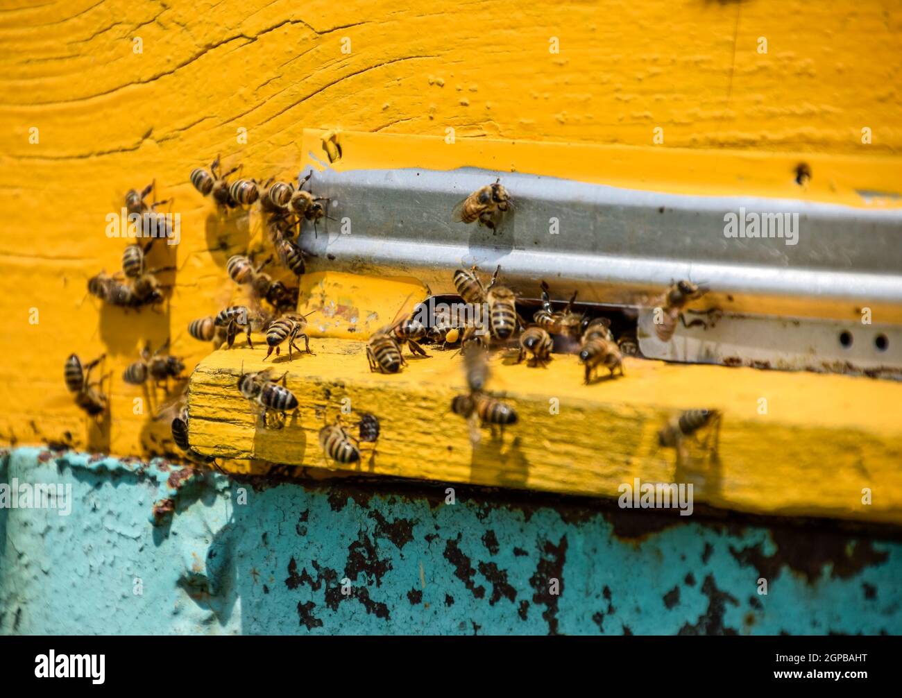 Bees fly at the entrance to the hive. Tray of the hive. Hole entrance ...