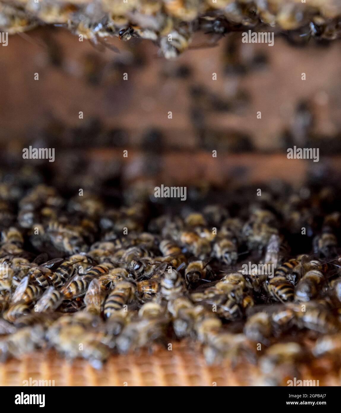 A beehive, a view from the inside. The bee-hut. Honey bee. Entrance to ...