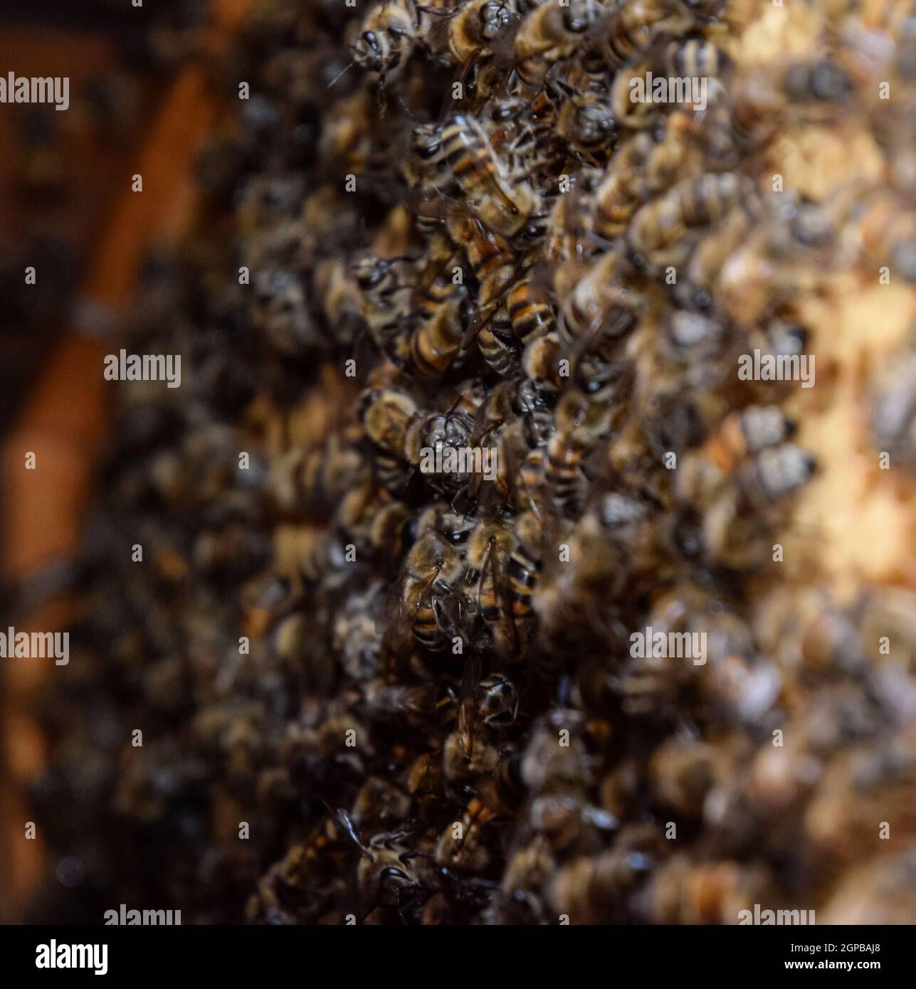 A dense cluster of swarms of bees in the nest. Working bees, drones and ...