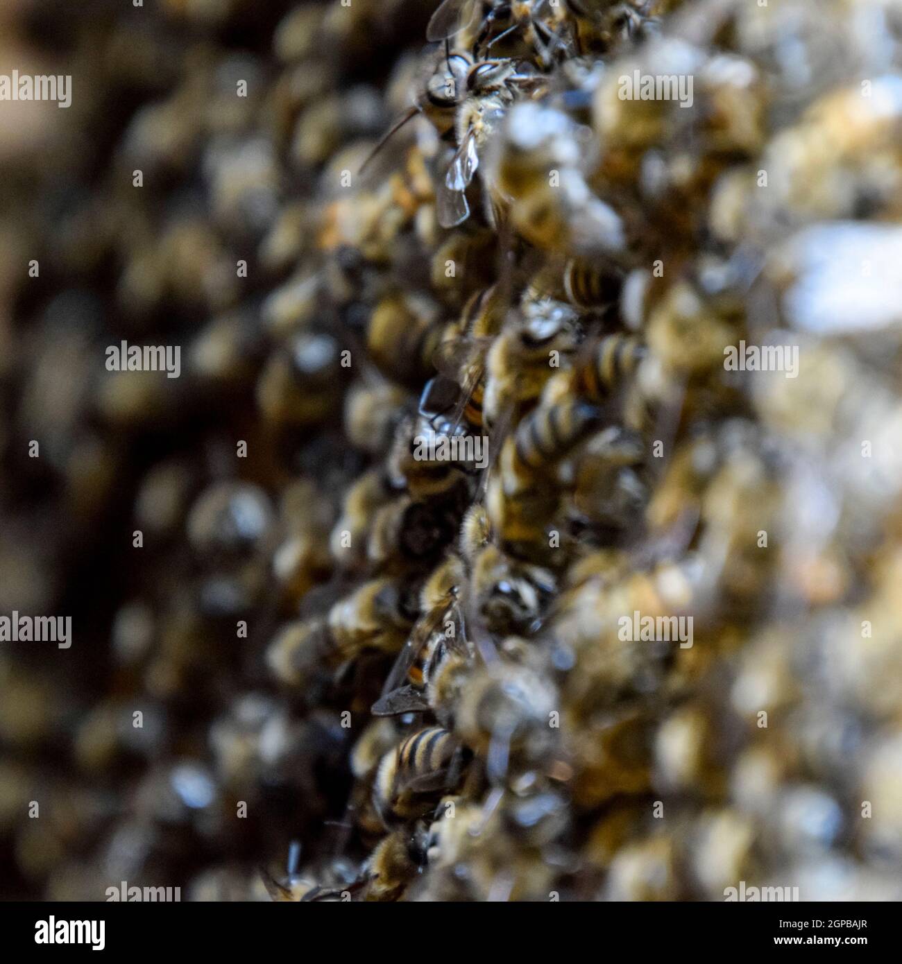 A dense cluster of swarms of bees in the nest. Working bees, drones and ...