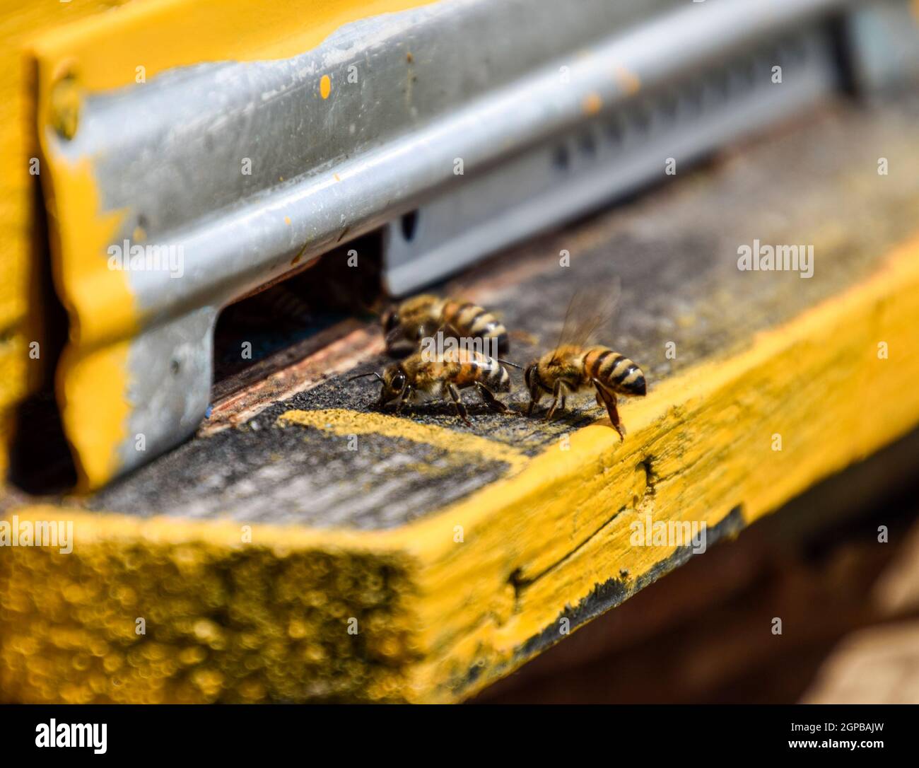Bees fly at the entrance to the hive. Tray of the hive. Hole entrance ...