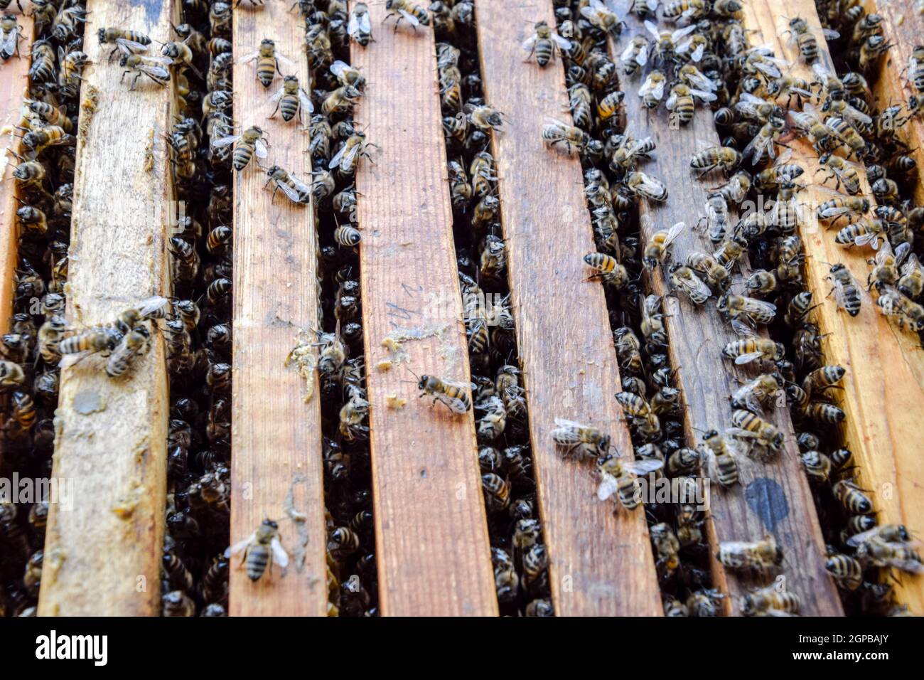 Open bee hive. Plank with honeycomb in the hive. The bees crawl along ...