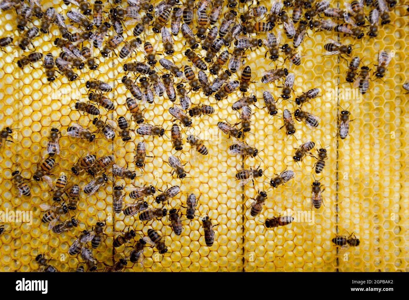 Roy bees on wax combs. Bee honeycomb, Plank with honeycomb from the ...