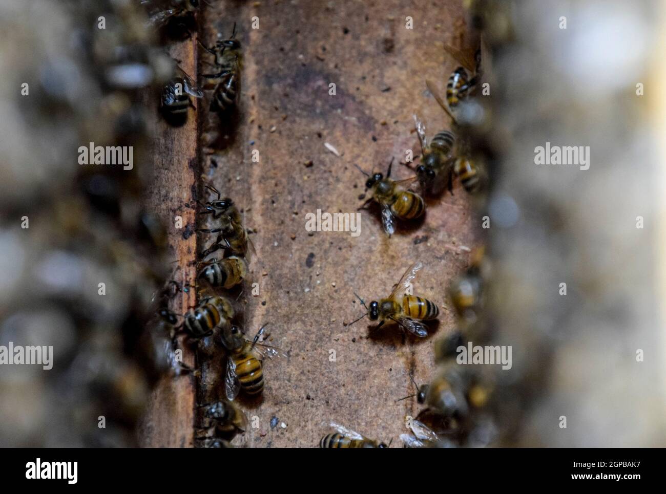 A beehive, a view from the inside. The bee-hut. Honey bee. Entrance to ...