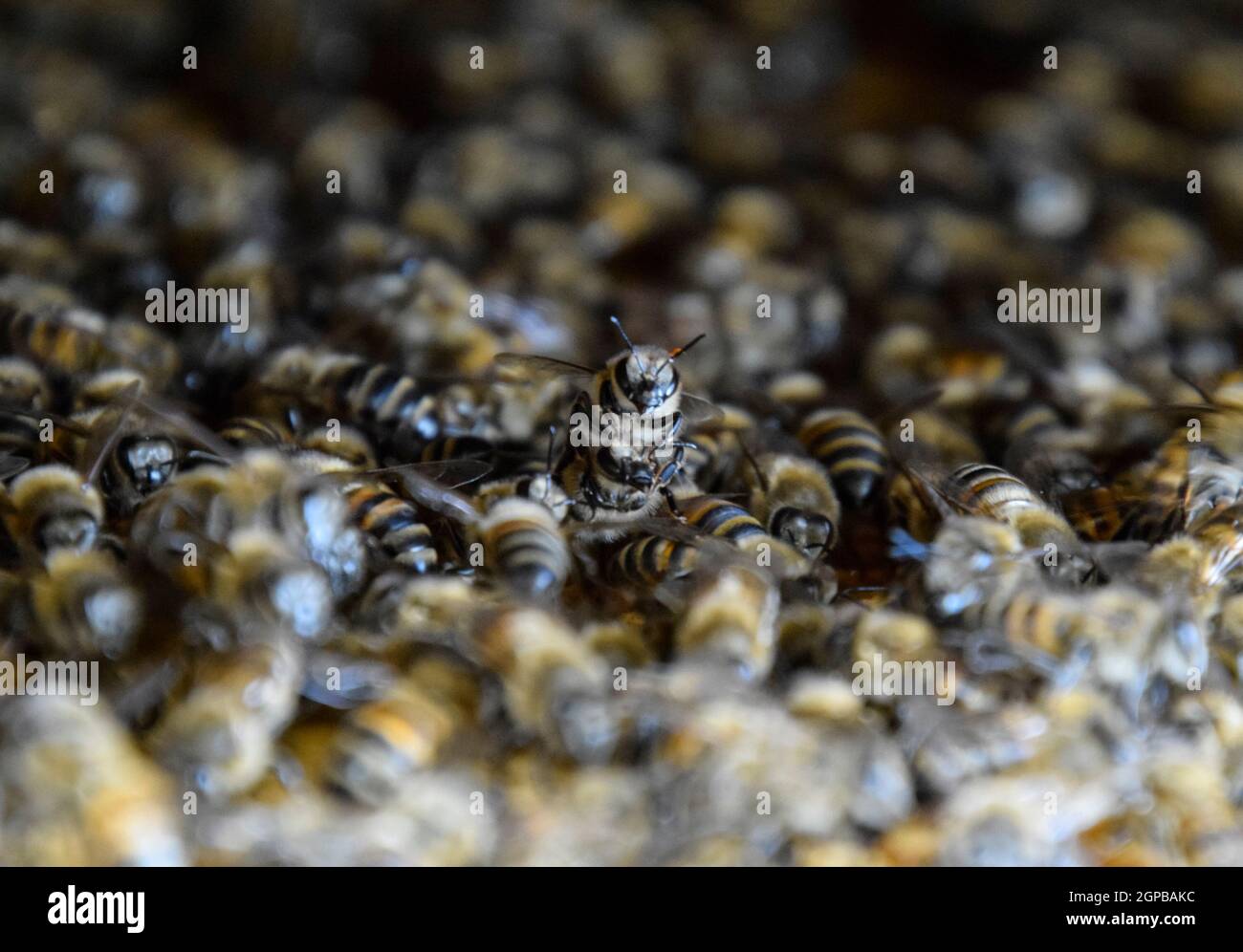 A dense cluster of swarms of bees in the nest. Working bees, drones and ...