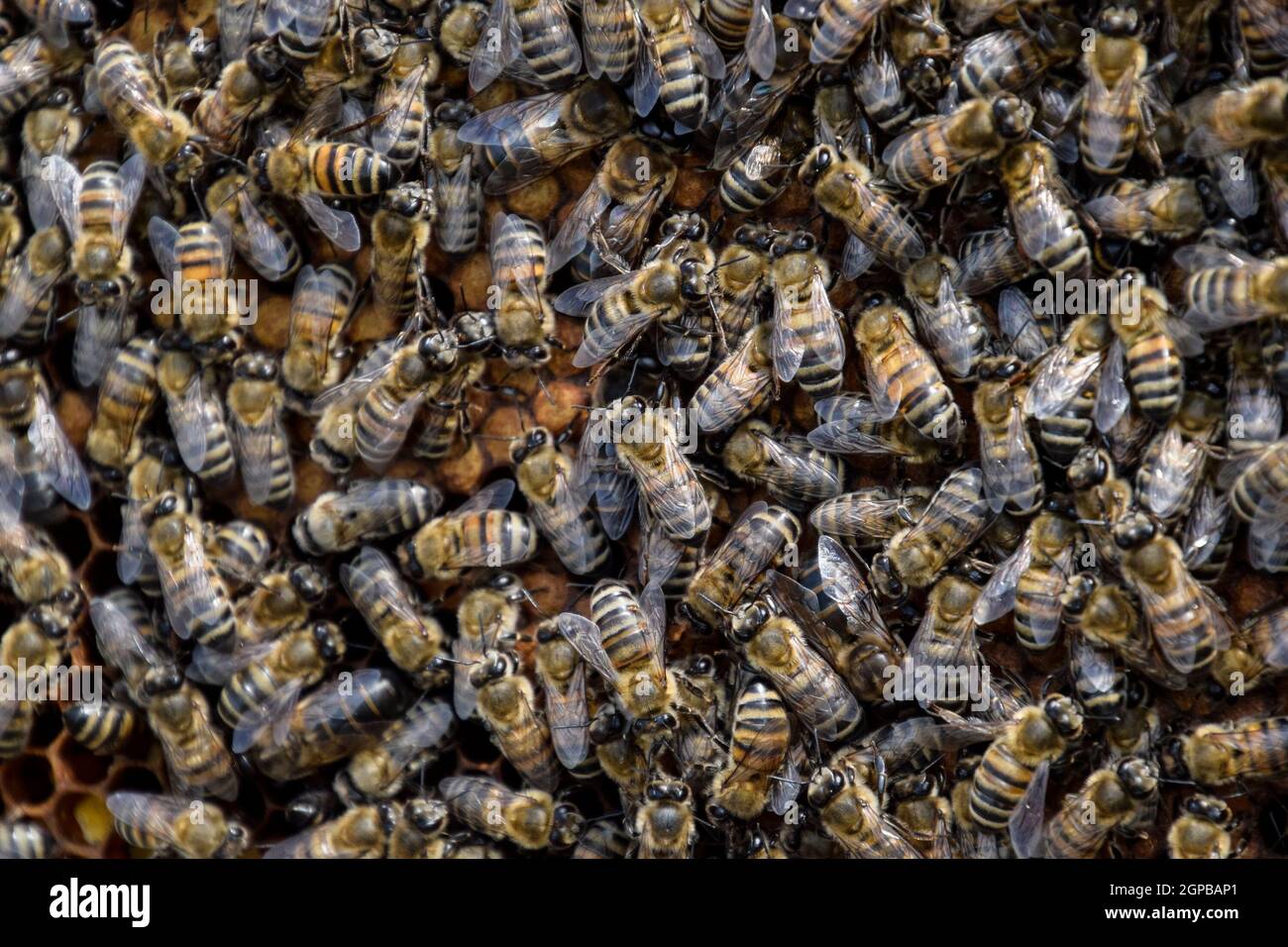 A dense cluster of swarms of bees in the nest. Working bees, drones and ...