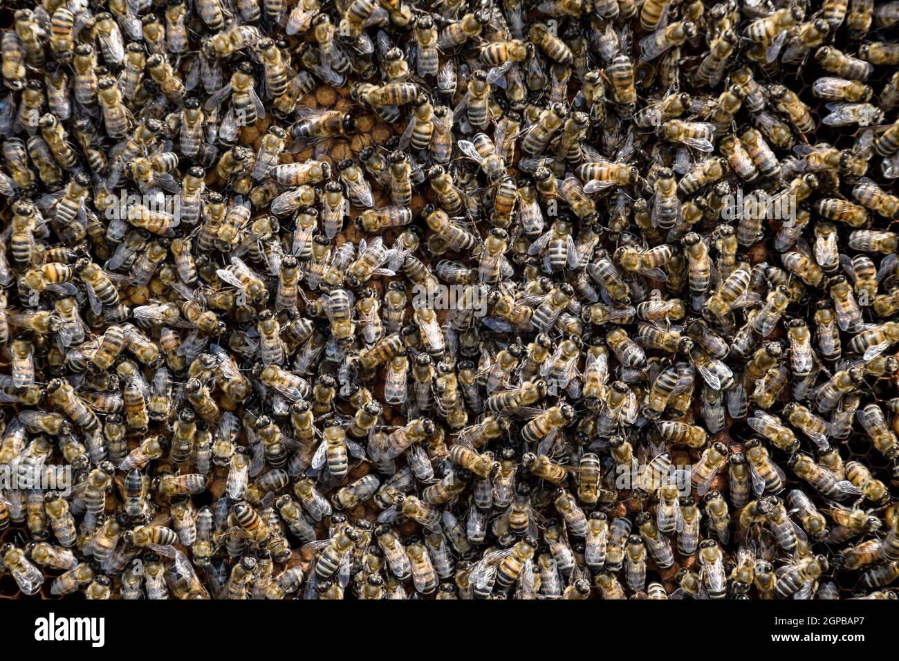A dense cluster of swarms of bees in the nest. Working bees, drones and ...
