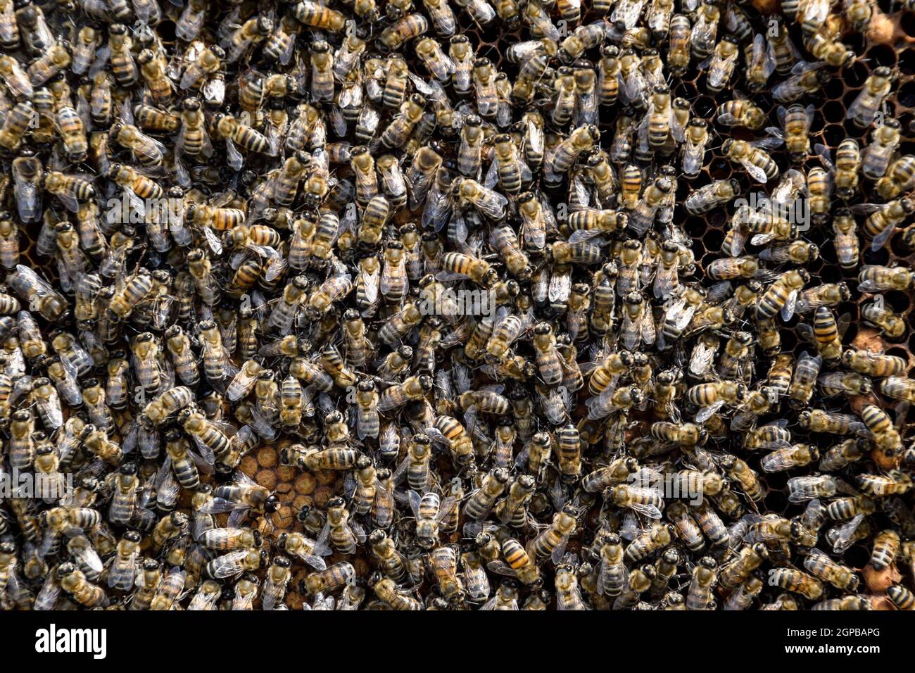 A dense cluster of swarms of bees in the nest. Working bees, drones and ...