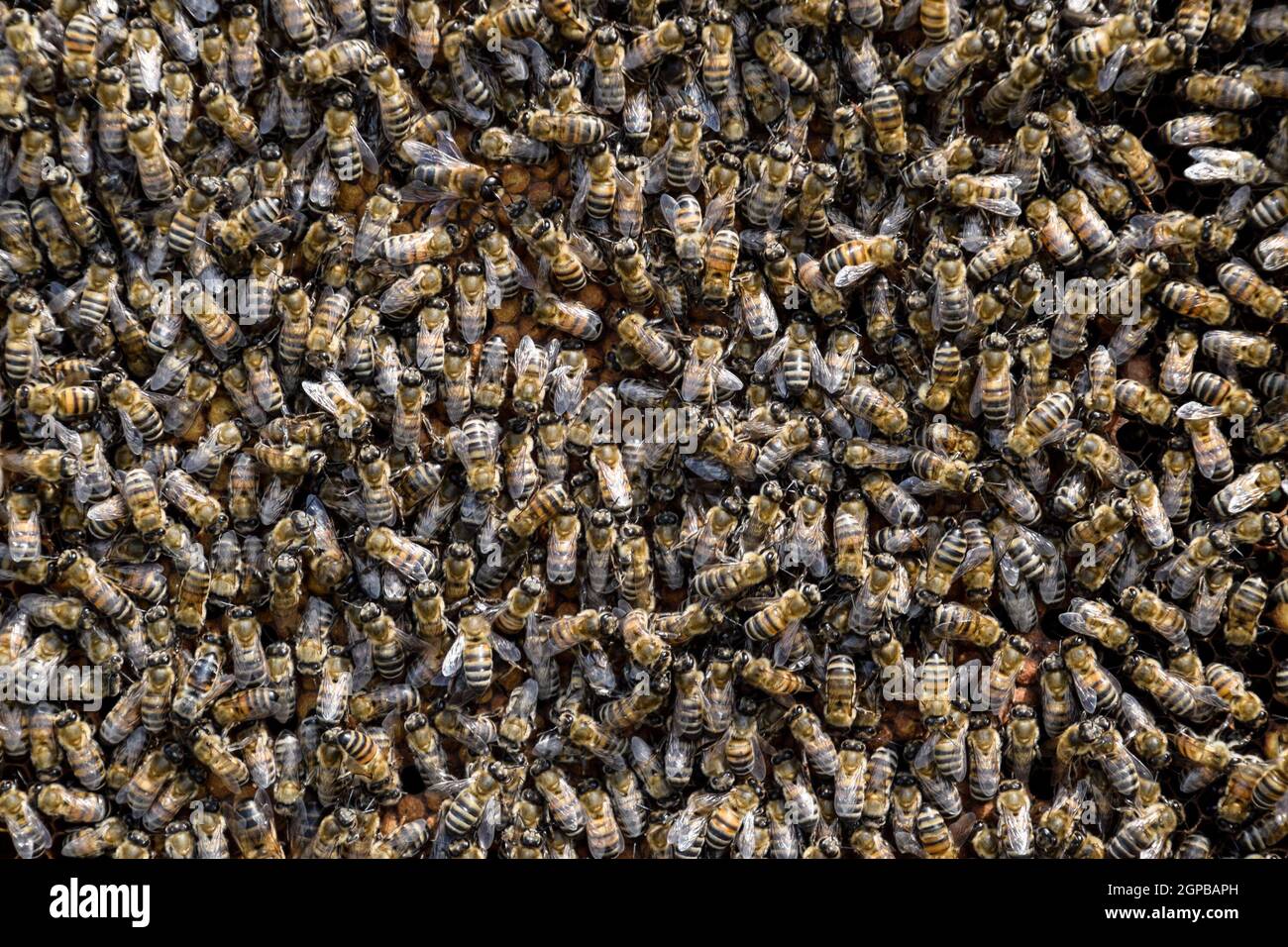 A dense cluster of swarms of bees in the nest. Working bees, drones and ...