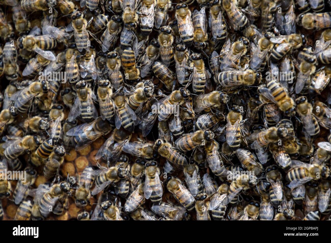 A dense cluster of swarms of bees in the nest. Working bees, drones and ...