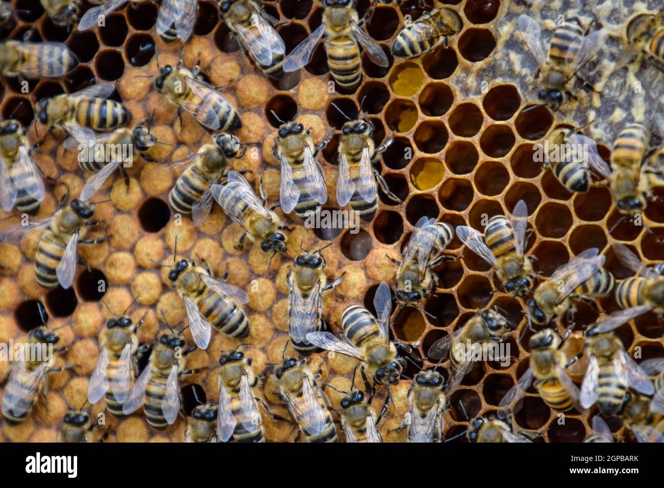 Honey bees on the home apiary. The technology breeding of honey bees ...