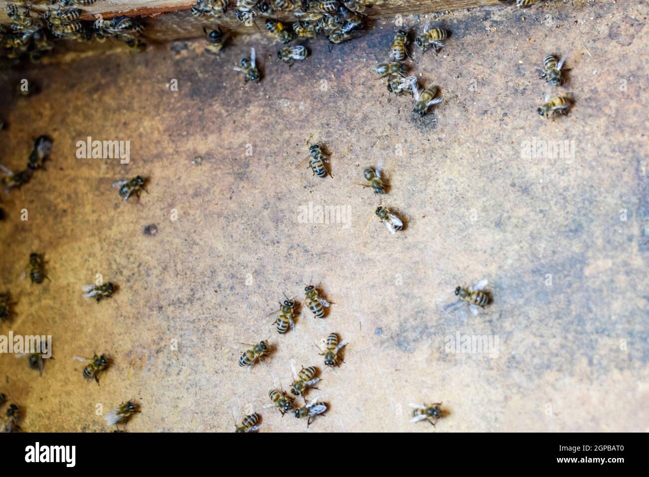 A beehive, a view from the inside. The bee-hut. Honey bee. Entrance to ...