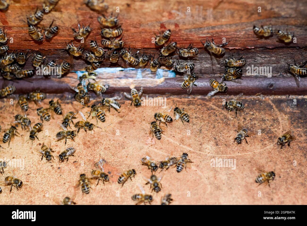 A beehive, a view from the inside. The bee-hut. Honey bee. Entrance to ...