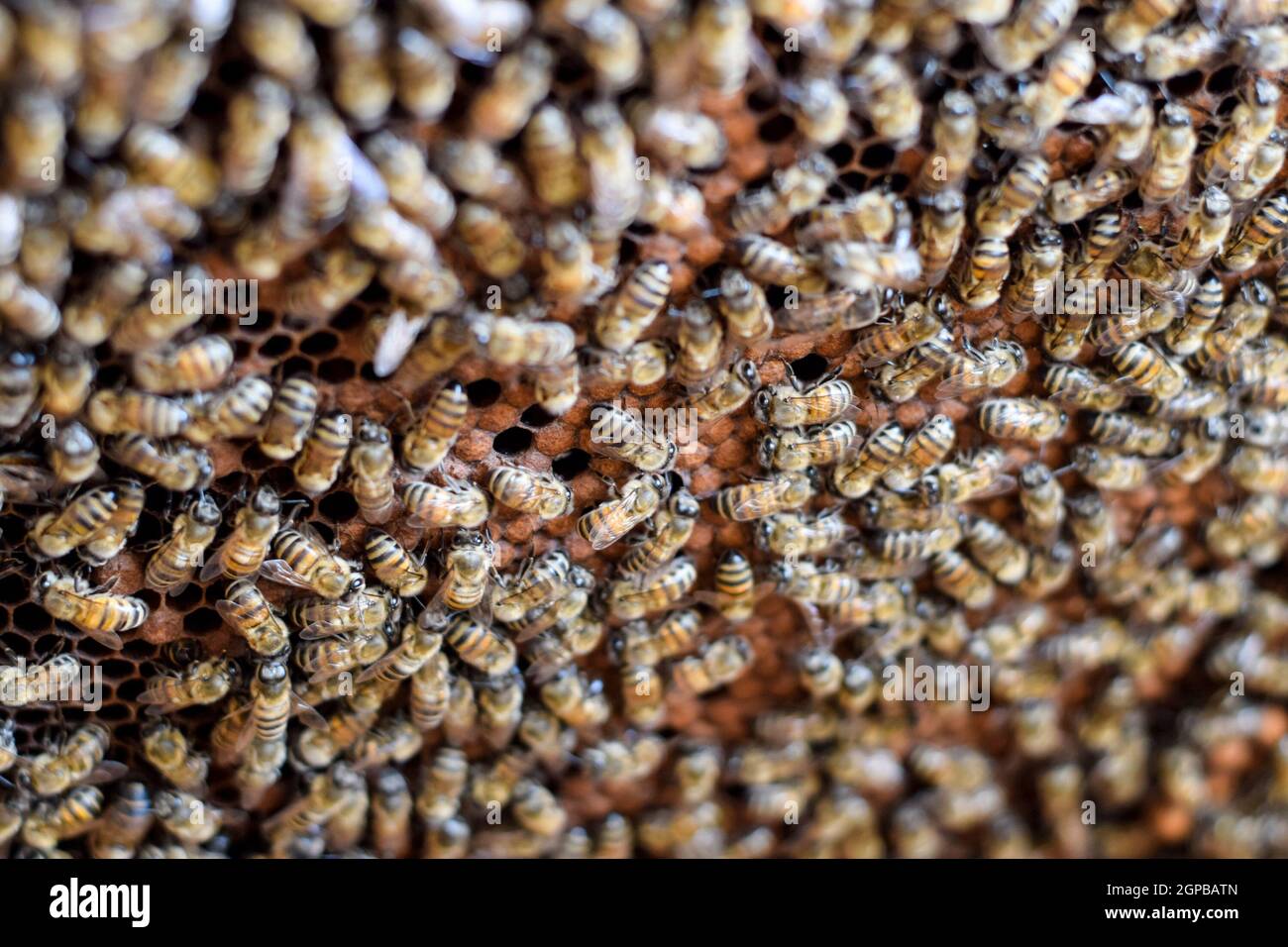 A dense cluster of swarms of bees in the nest. Working bees, drones and ...