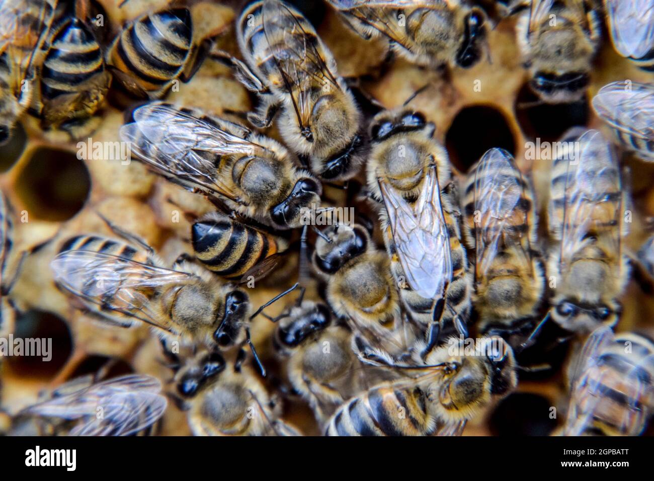 Macro photograph of bees. Dance of the honey bee. Bees in a bee hive on ...