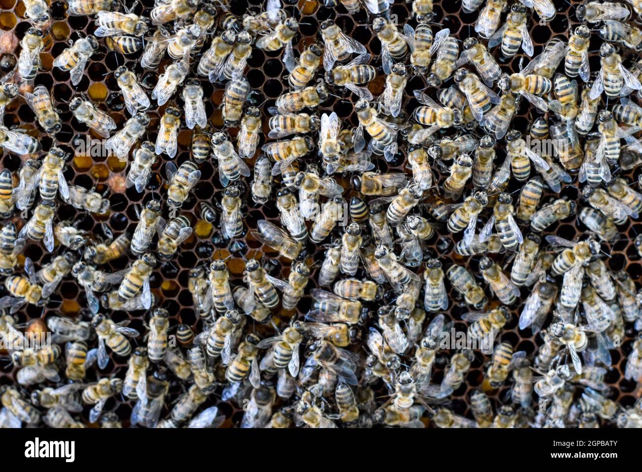 A dense cluster of swarms of bees in the nest. Working bees, drones and ...