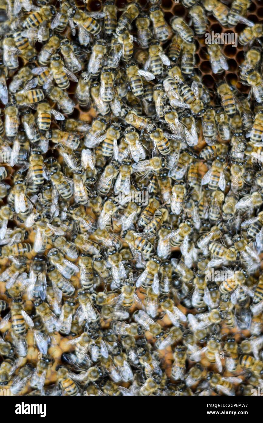 A dense cluster of swarms of bees in the nest. Working bees, drones and ...