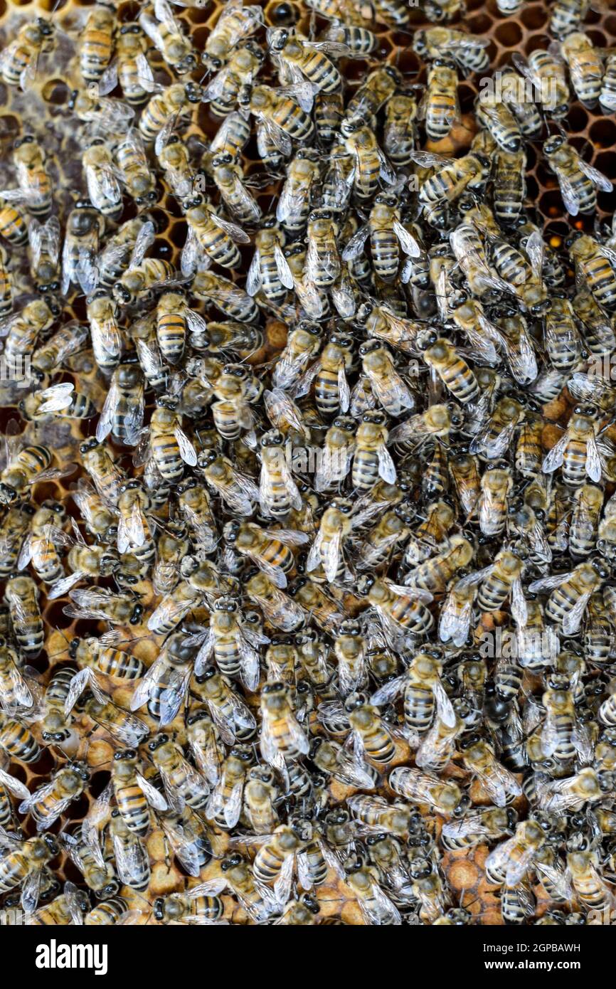 A dense cluster of swarms of bees in the nest. Working bees, drones and ...
