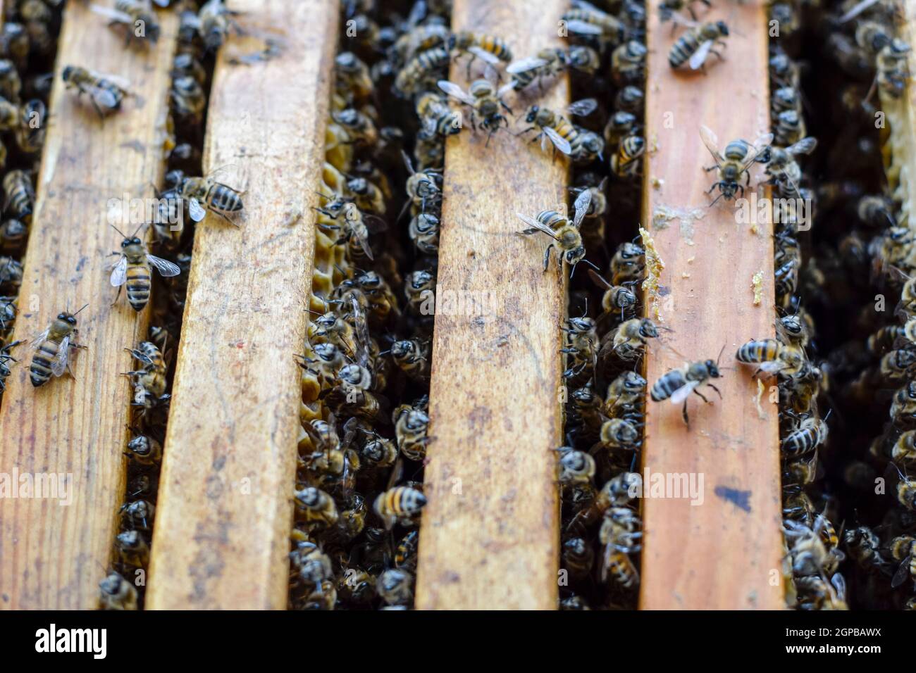 Open bee hive. Plank with honeycomb in the hive. The bees crawl along ...
